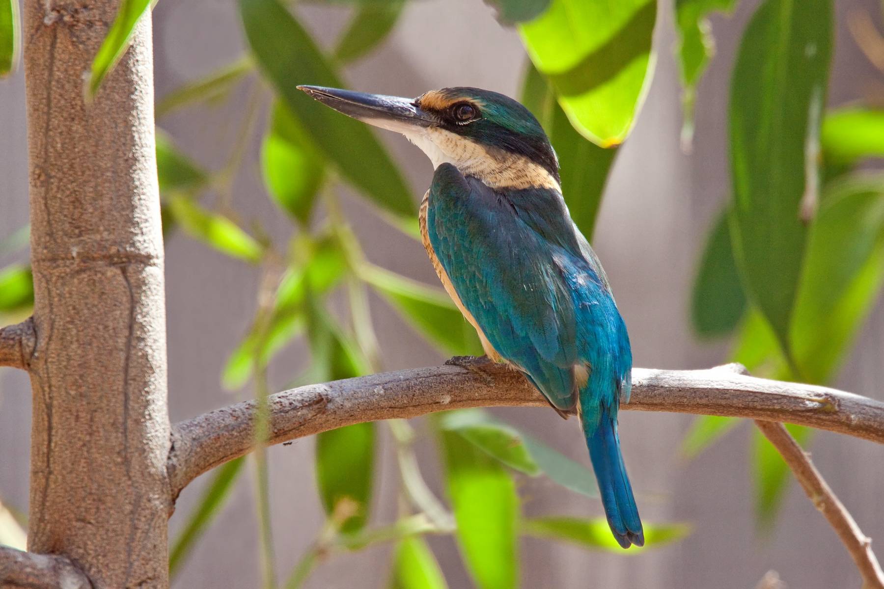Nature Conservation Society of South Australia - Nature Conservation ...
